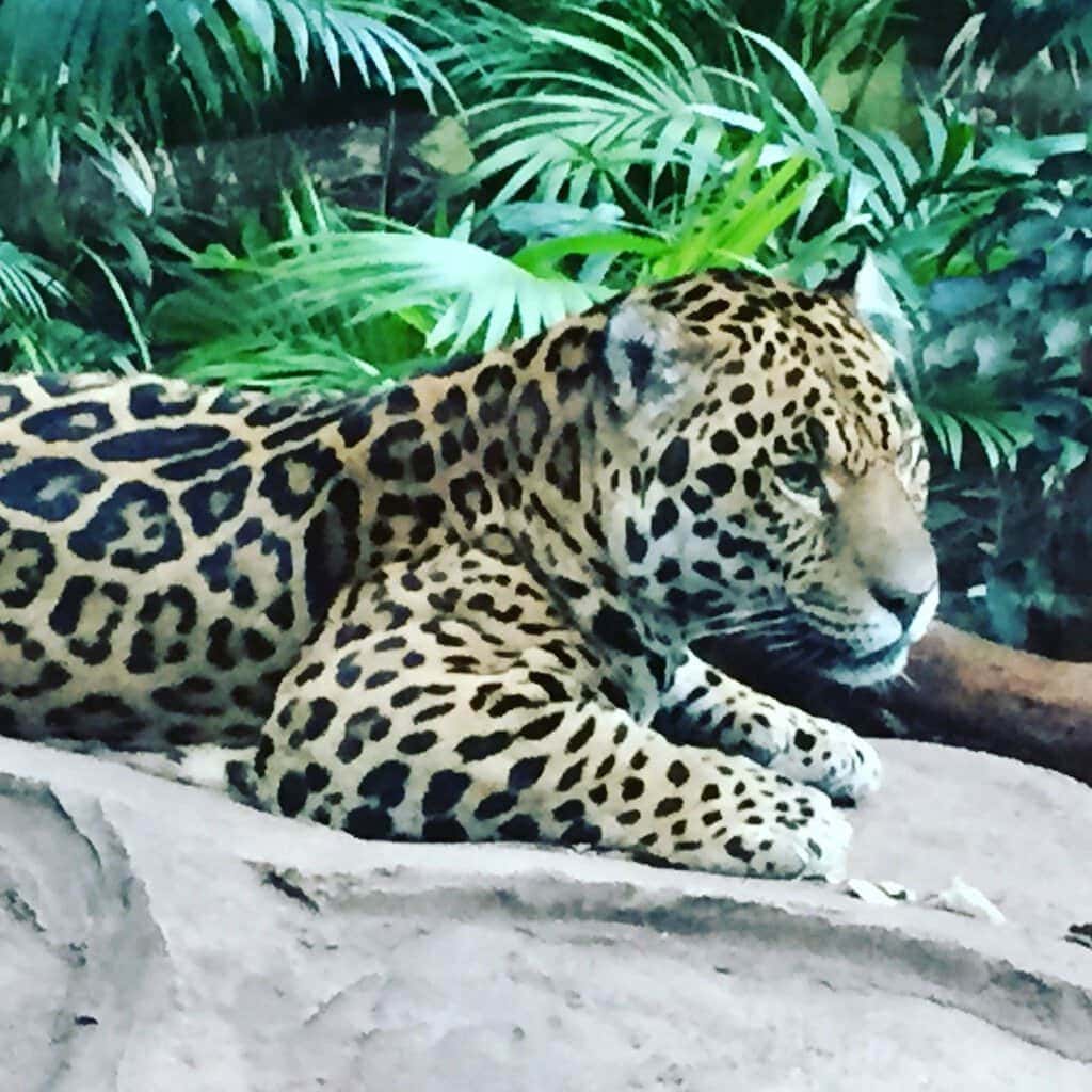 Why you should visit Chester Zoo in Winter - Mini Travellers - Family ...