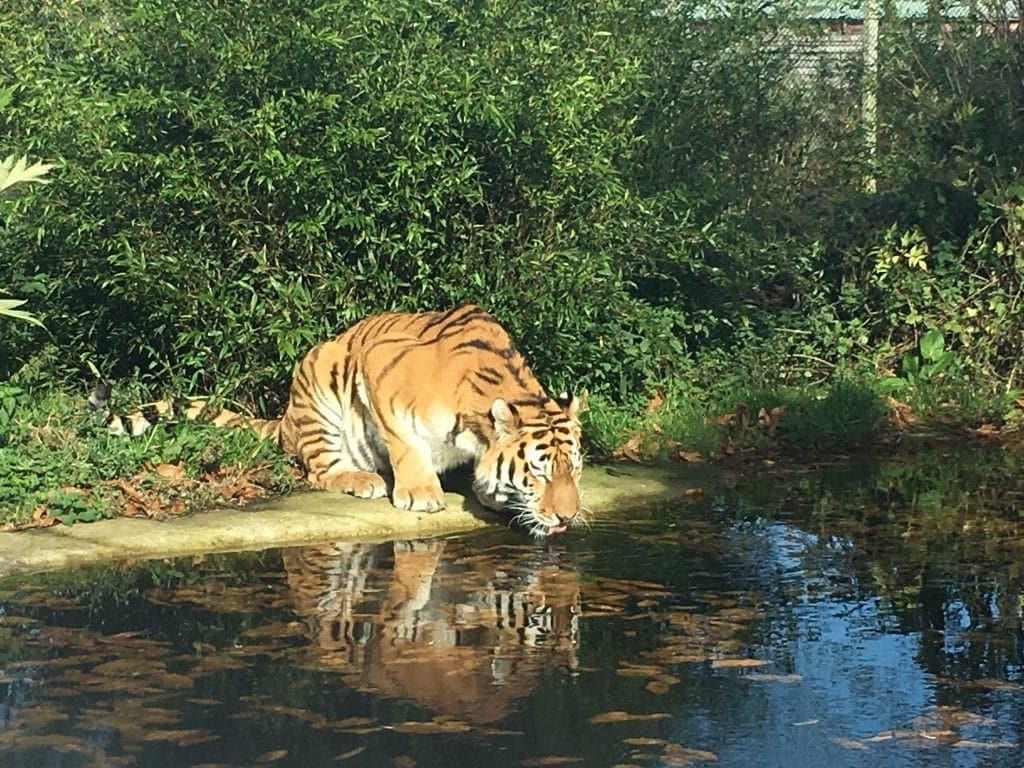 Best Safari Parks in the UK - Mini Travellers - Family Travel & Family ...