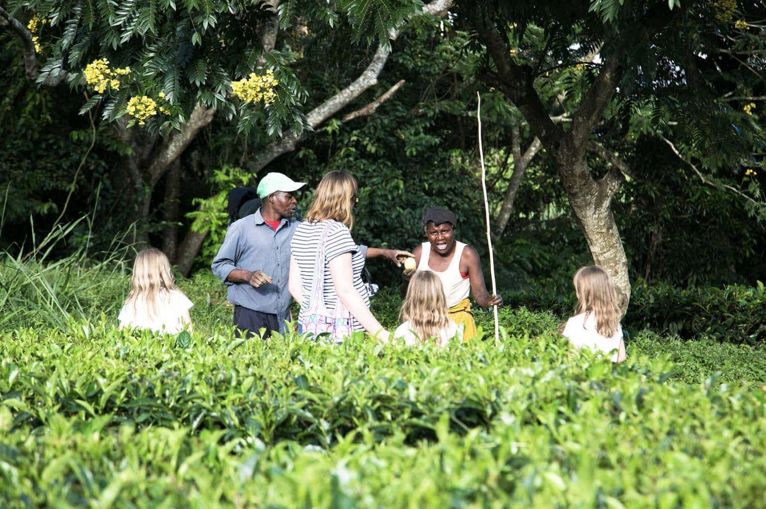 Satemwa Tea Estate with Kids - Mini Travellers - Family Travel & Family ...