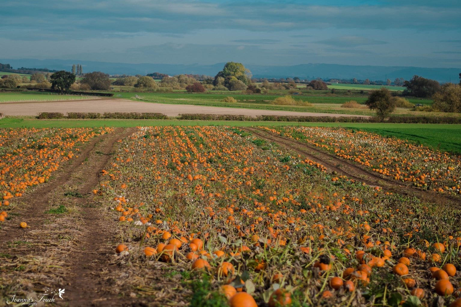 The Best Pick Your Own Pumpkin Patches In England For 2025 - Mini ...