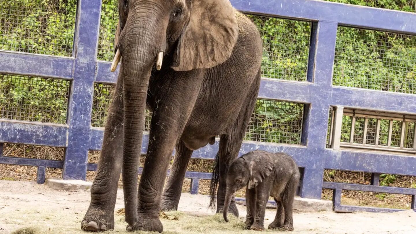 First Look At New Elephant Calf At Animal Kingdoms - Mini Travellers ...