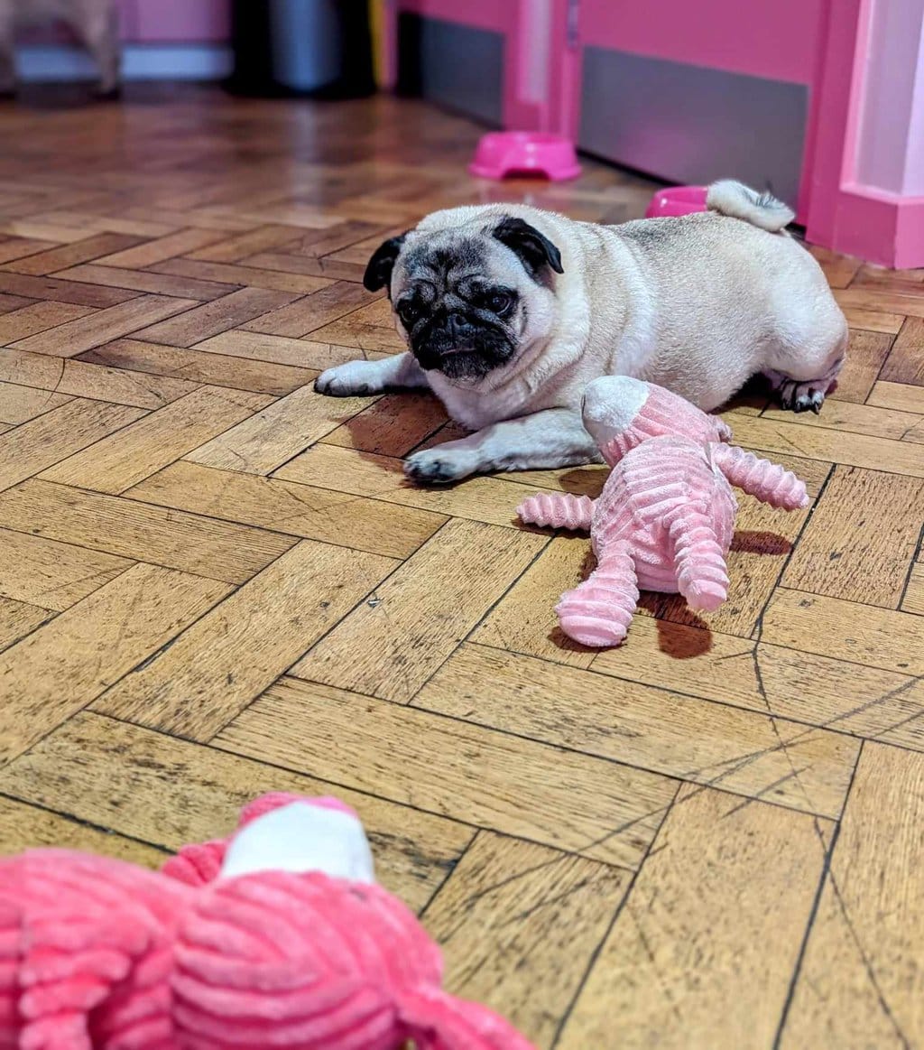 CuppaPug in Manchester | Review - Mini Travellers - Family Travel ...