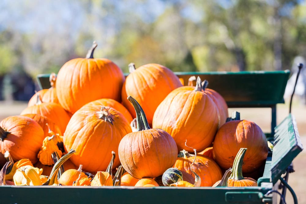 Top Tips for Pumpkin Picking This Autumn - Mini Travellers - Family ...