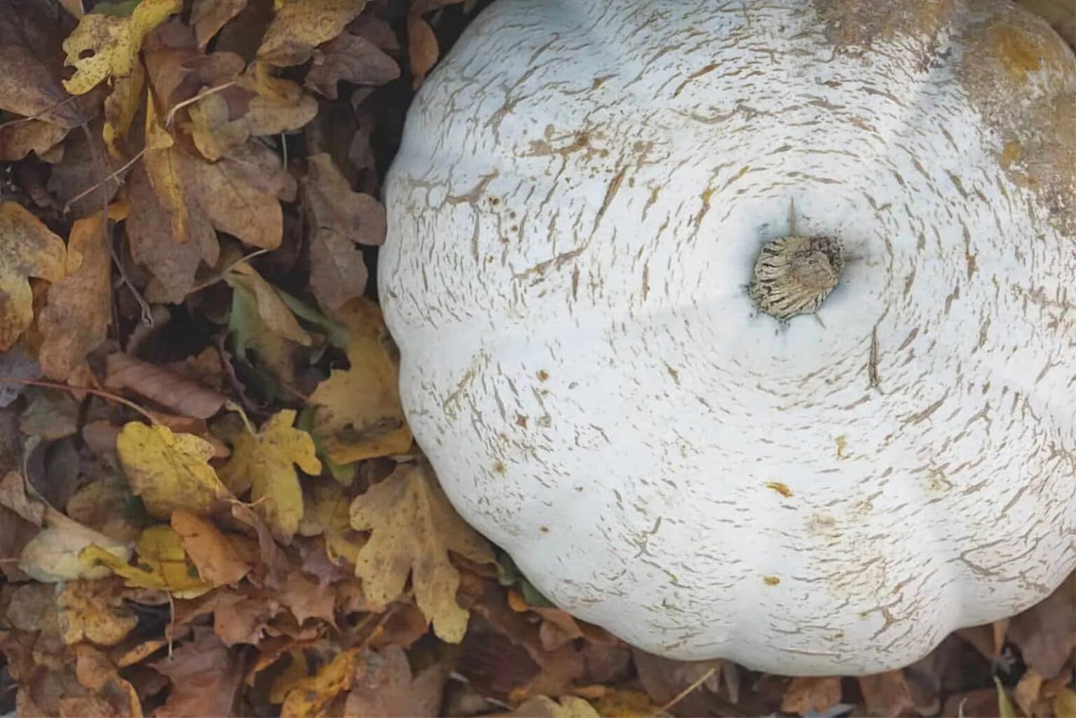 Top Tips for Pumpkin Picking This Autumn - Mini Travellers - Family ...